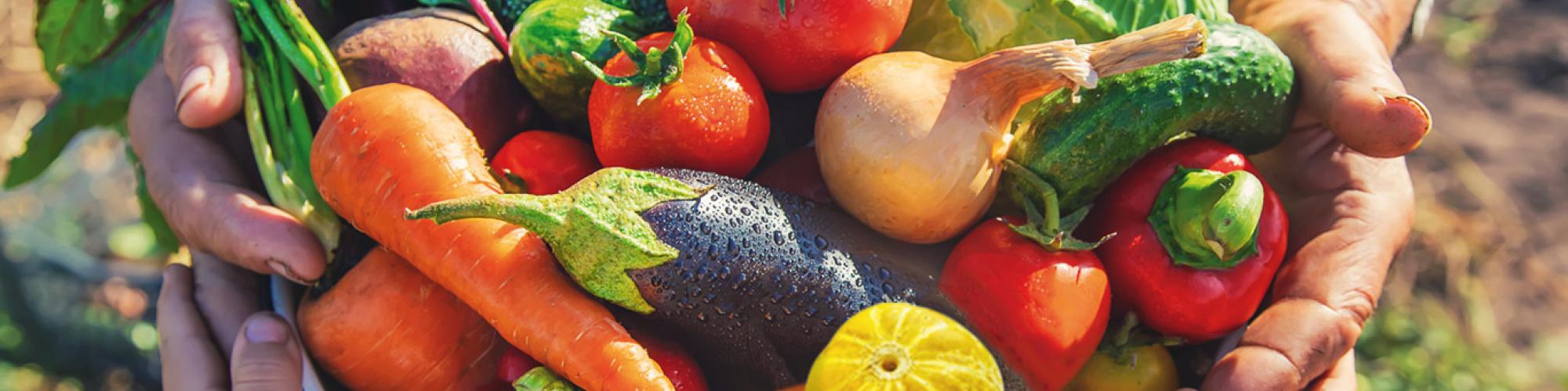 Seeds specialist adapted to the needs of indoor farmers | Graines Voltz ...